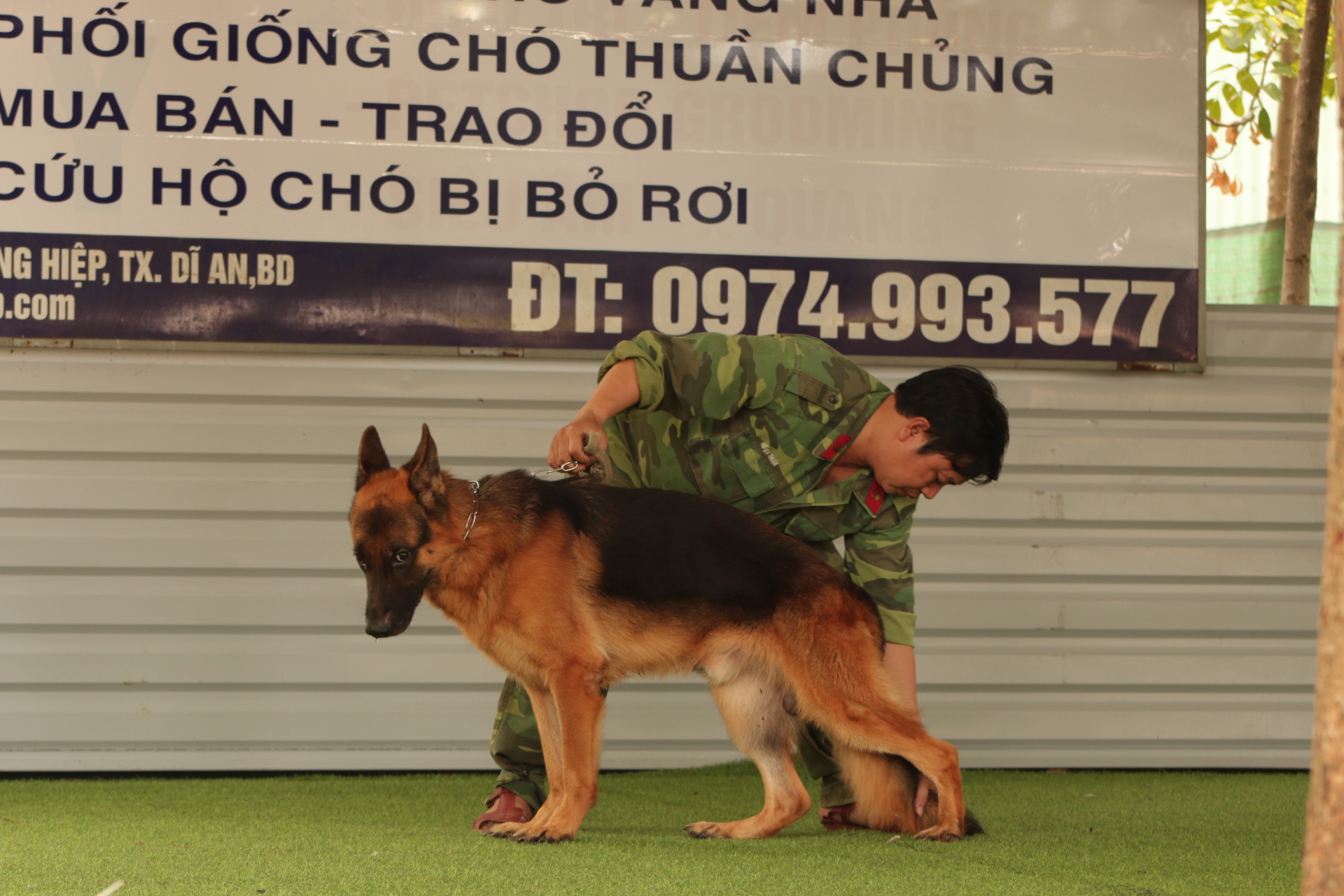 Mua bán chó becgie Đức thuần chủng, giá tốt, chất lượng cao